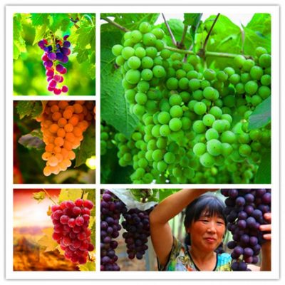 Grape Seeds, Multi-Varieties 50pcs/pack – UrbanGardenSeed