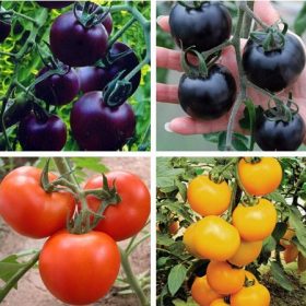 Multi-Varieties Grape Seeds, Fruit Seeds, 30pcs/pack – UrbanGardenSeed