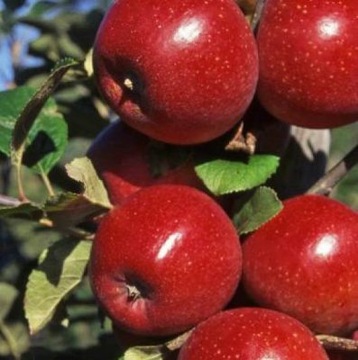 Red Devil Apple Tree Seeds, 30pcs/pack – UrbanGardenSeed