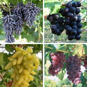 Multi-Varieties Grape Seeds, Fruit Seeds, 30pcs/pack – UrbanGardenSeed