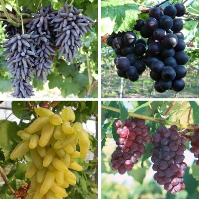 Multi-Varieties Grape Seeds, Fruit Seeds, 30pcs/pack – UrbanGardenSeed