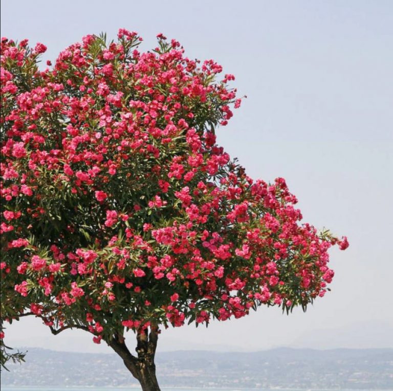 Bonsai Nerium Oleander Flower Perennial Tree Potted Plant,100Pcs Seeds ...