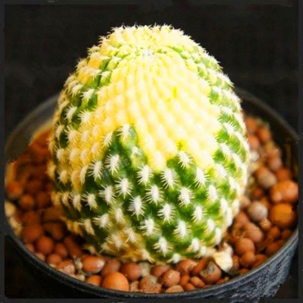 Mixed Rare Cactus Seeds, 100pcs/pack – Urban Garden Seed