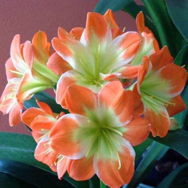 Clivia Miniata Seeds, Clivea Miniata Seeds, 5pcs/pack – UrbanGardenSeed