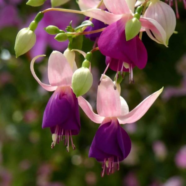 Multi-Varieties Fuchsia Hybrida Seeds, 100pcs/pack – Urban Garden Seed