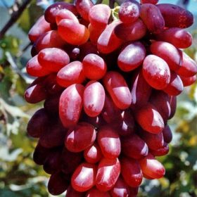 Multi-Varieties Grape Seeds, Fruit Seeds, 30pcs/pack – UrbanGardenSeed
