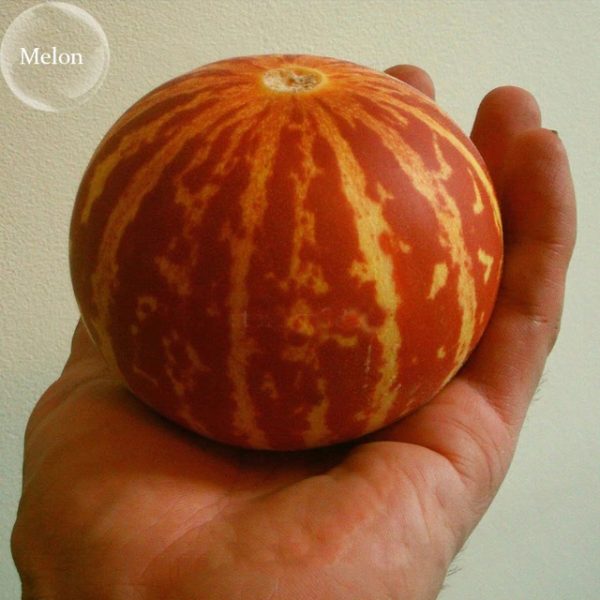 Heirloom Tiger Sweet Melon Yellow Golden Skin Fruit, 10 Pcs Seeds ...