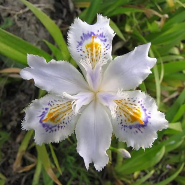 Rare Iris Flower Seeds, 100pcs/pack – Urban Garden Seed