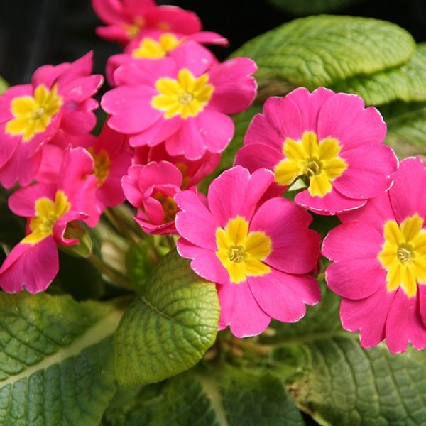 Multi-Color Primula Malacoides Seeds, Evening Primrose, 200pcs/pack ...