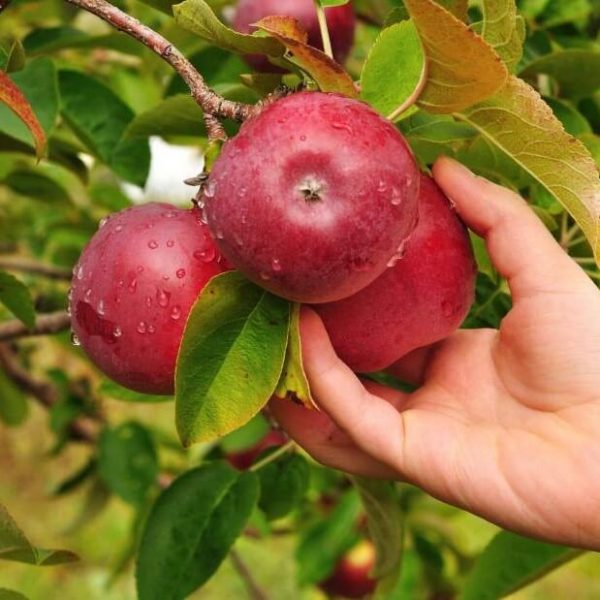 Red Devil Apple Tree Seeds, 30pcs/pack – UrbanGardenSeed