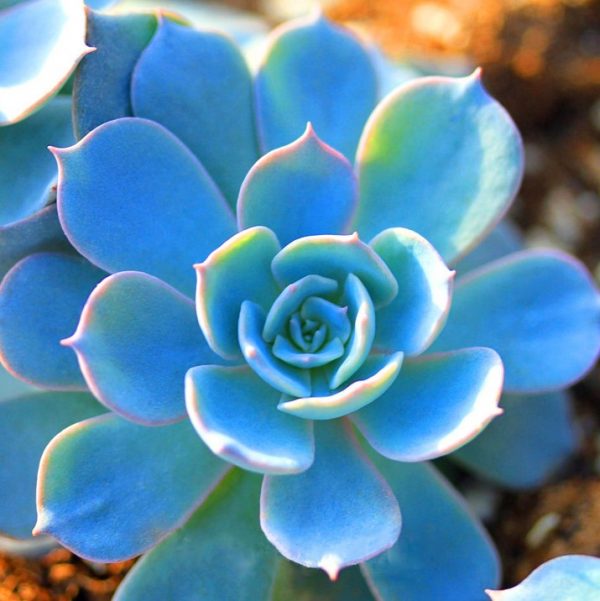 24 varieties Rare Succulents Seeds, Lithops Seeds, 100pcs/pack ...