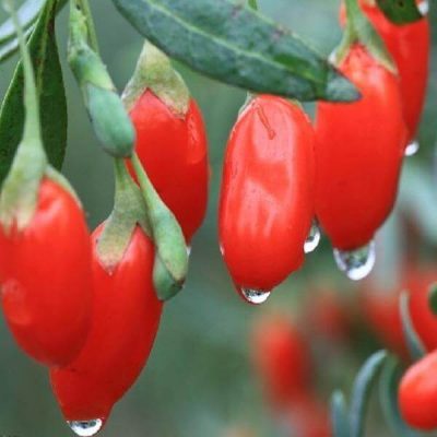 Rare Red Goji Berries Lycium Barbarum Ningxia Wolfberry Bonsai Home ...