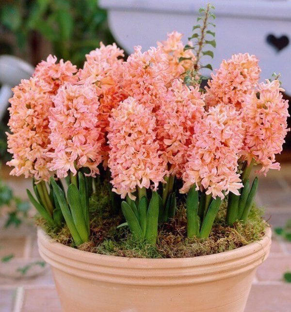 Multi Color Hyacinth Flower Seeds, 100pcs/pack – Urban Garden Seed