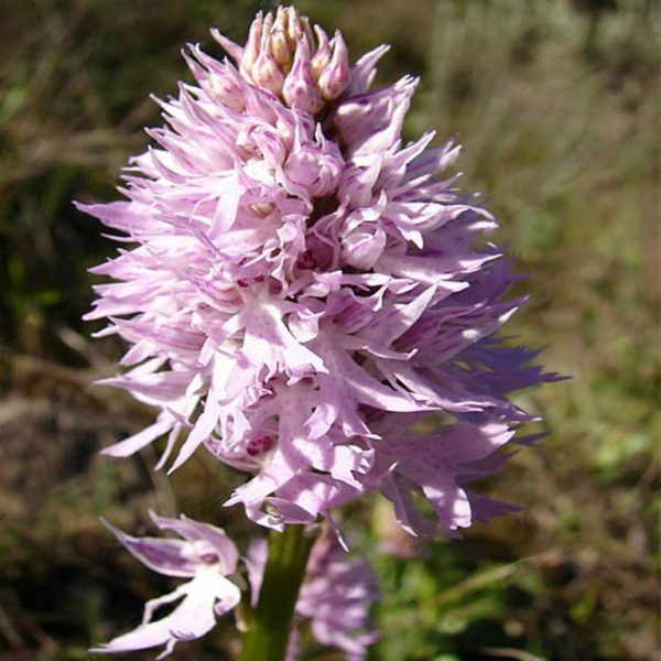 Orchis Italica Seeds, 100pcs/pack – Urban Garden Seed