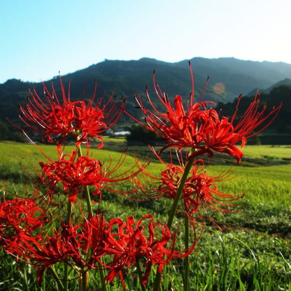 Spider Lily Seeds, Lycoris Radiata, 100pcs/pack – UrbanGardenSeed