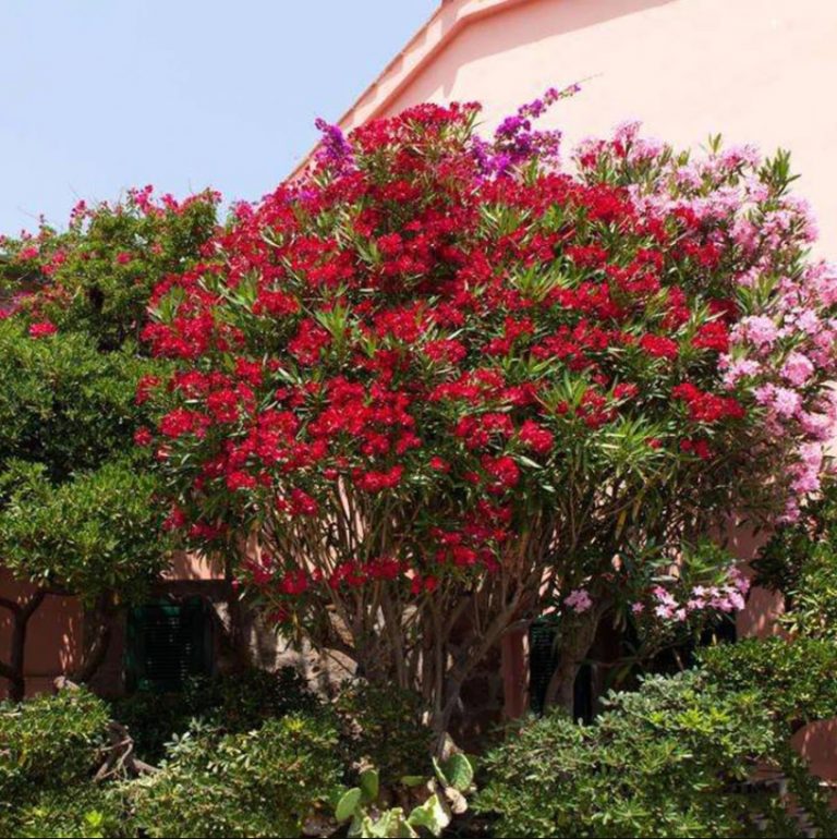 Bonsai Nerium Oleander Flower Perennial Tree Potted Plant,100Pcs Seeds ...