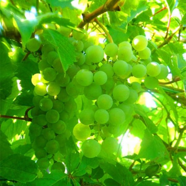 Grape Seeds, Multi-Varieties 50pcs/pack – UrbanGardenSeed