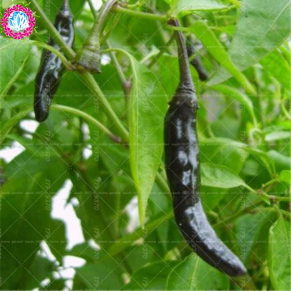 Hot Black Cobra Peppers Seeds ,Chili Seeds, 100pcs/pack – Urban Garden Seed