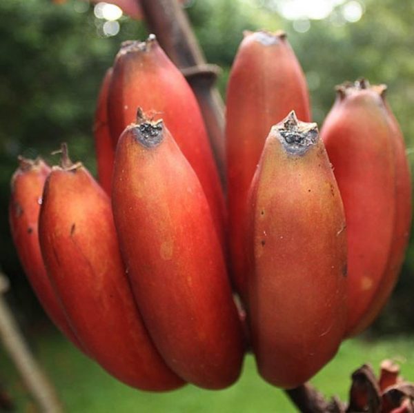 Rare Red Banana Seeds, 100pcs/pack – Urban Garden Seed