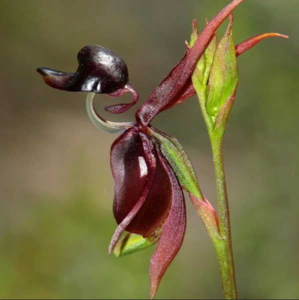 Flying Duck Orchid Flower Seeds, Rare Beautiful Orchids, 100pcs/pack ...