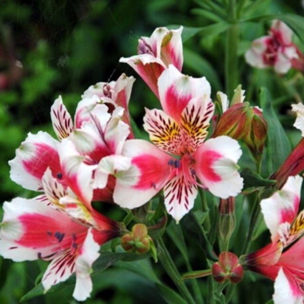 Peruvian Lily Peruvian Lily Mix (Alstroemeria) FLOWER, 100pcs Seeds ...