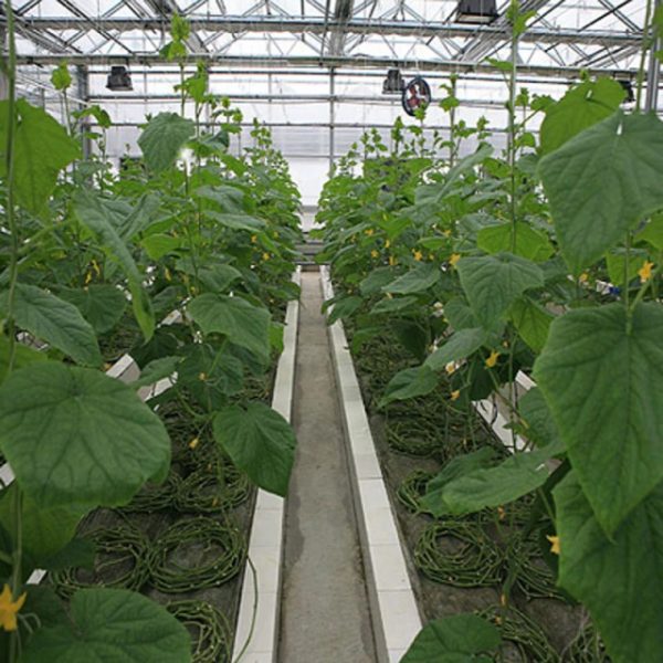 Rare Black Cucumber, 100 pcs Seeds – UrbanGardenSeed