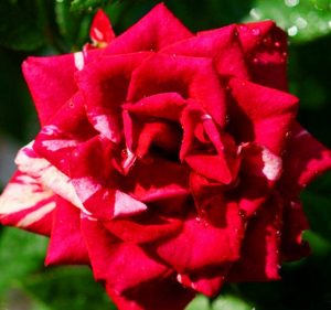 Beautiful Mini Rose Seeds, 200pcs/pack – UrbanGardenSeed