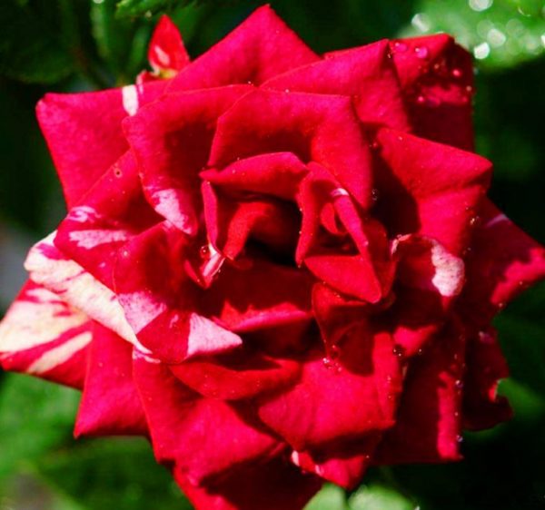 Beautiful Mini Rose Seeds, 200pcs/pack – UrbanGardenSeed