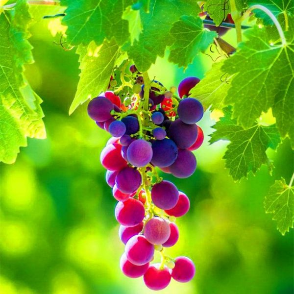 Grape Seeds, Multi-Varieties 50pcs/pack – UrbanGardenSeed