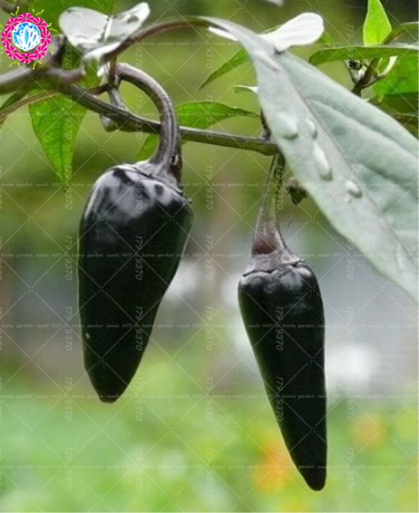 Hot Black Cobra Peppers Seeds ,Chili Seeds, 100pcs/pack – UrbanGardenSeed