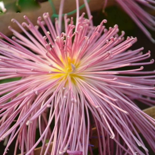 Rare Fireworks Pink Chrysanthemum Seeds, 100 pcs/bag – UrbanGardenSeed
