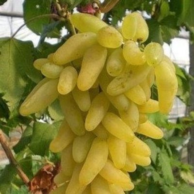 Multi-Varieties Grape Seeds, Fruit Seeds, 30pcs/pack – UrbanGardenSeed