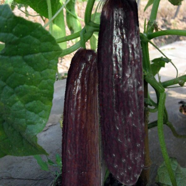 Rare Black Cucumber, 100 pcs Seeds – UrbanGardenSeed
