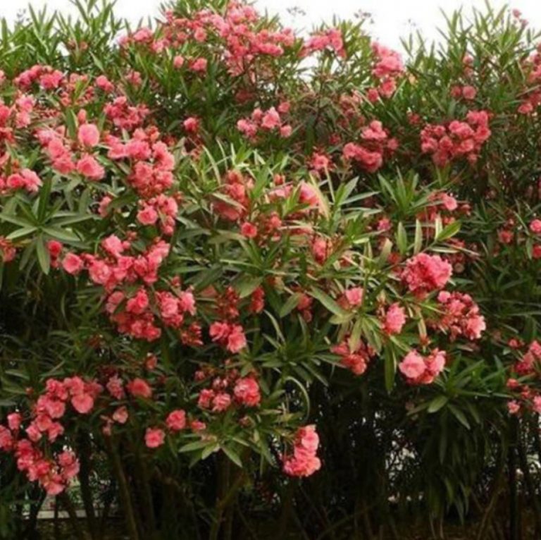 Bonsai Nerium Oleander Flower Perennial Tree Potted Plant,100Pcs Seeds ...
