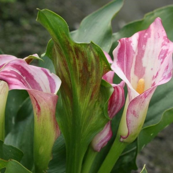 Calla Lily Flower Seed, 100pcs/pack – UrbanGardenSeed