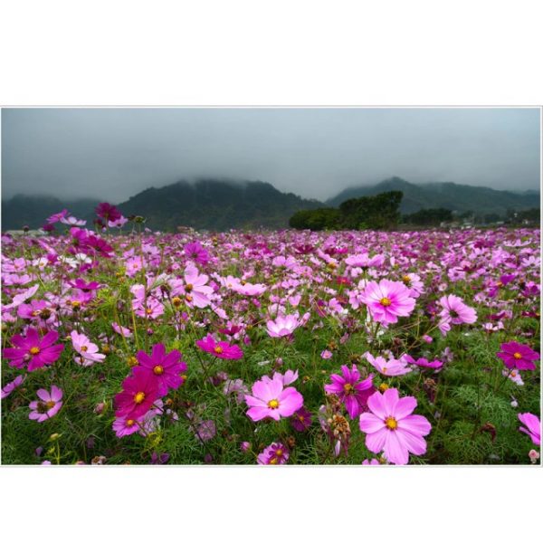 Color Cosmos Flower Cosmos Bipinnata Planted, 100 Pcs Seeds ...