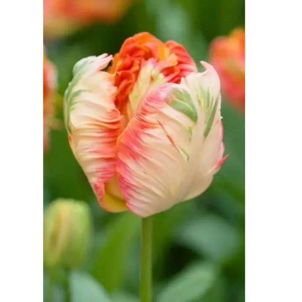 Tulip Flower Seeds, Multi-Color Options, Rare Color 100pcs/pack ...