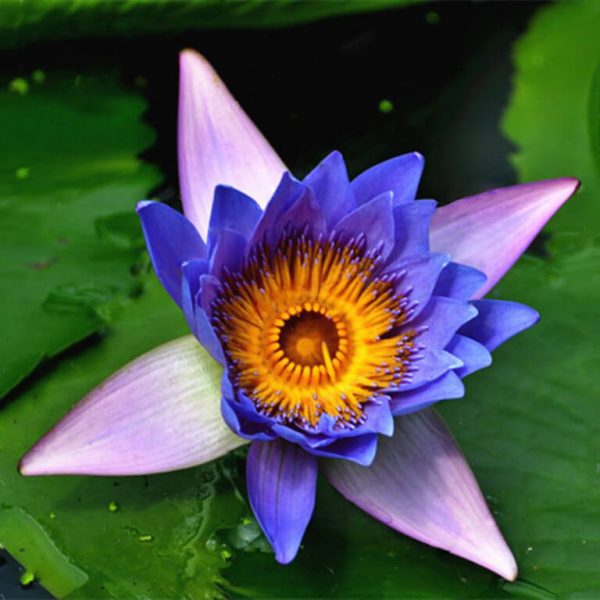 Nymphaea Seeds, Lotus Seeds, 5pcs/pack – Urban Garden Seed