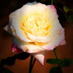 Beautiful Mini Rose Seeds, 200pcs/pack – UrbanGardenSeed