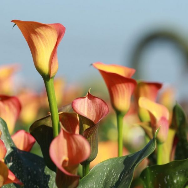 Calla Lily Flower Seed, 100pcs/pack – UrbanGardenSeed