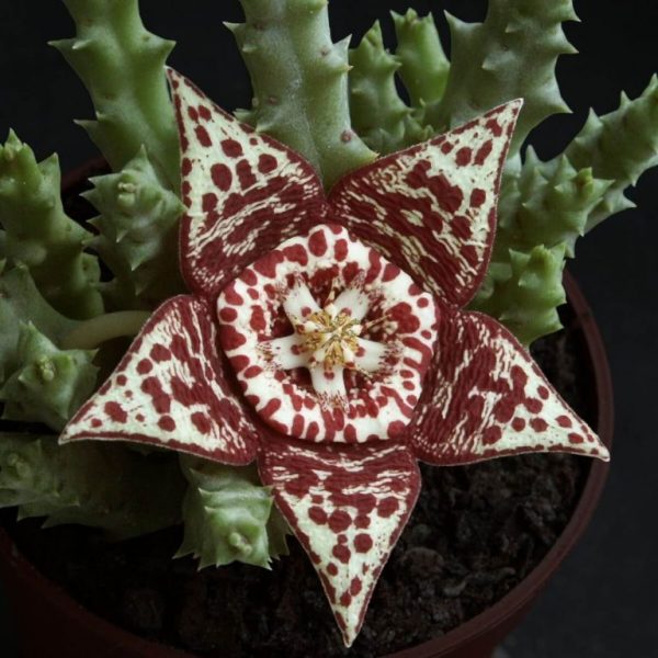 Stapelia Pulchella Seeds, Cactus Seeds, 100pcs/pack – UrbanGardenSeed