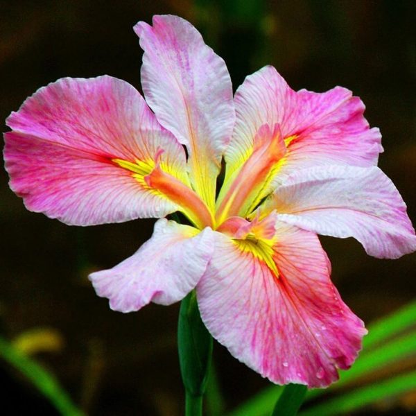 Rare Iris Flower Seeds, 100pcs/pack – Urban Garden Seed