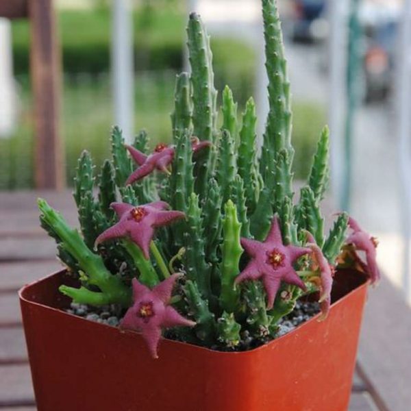 Stapelia Pulchella Seeds, Cactus Seeds, 100pcs/pack – UrbanGardenSeed