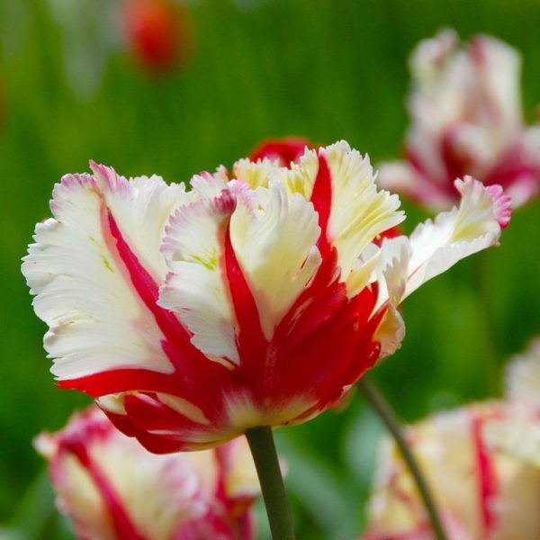 Tulip Flower Seeds, Multi-Color Options, Rare Color 100pcs/pack ...