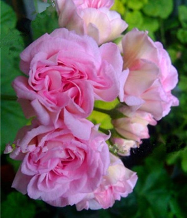 24 Color Dwarf Geranium Seed, 50pcs/pack – Urban Garden Seed