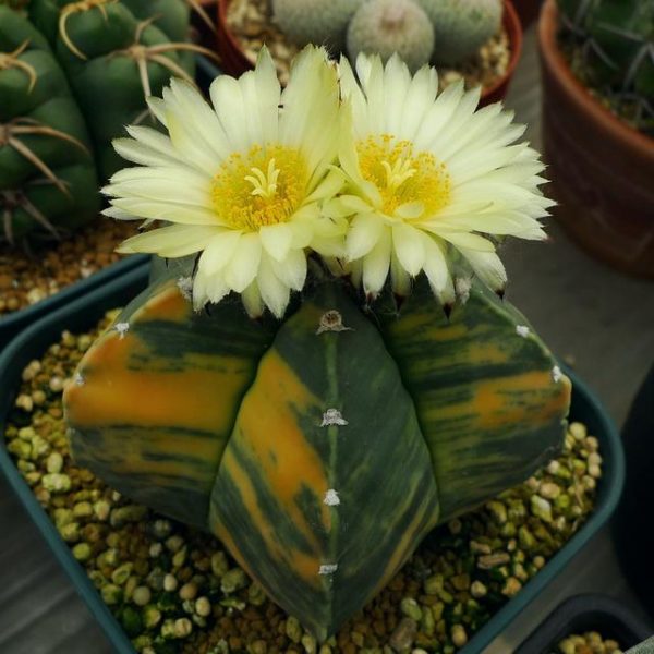 Rare Cactus Seeds, Succulent Plants, 100pcs/pack – Urban Garden Seed