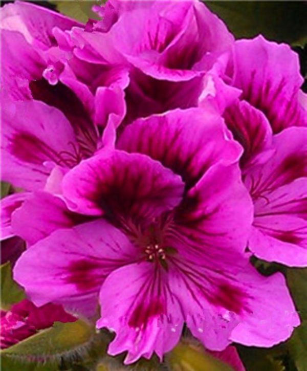 24 Color Dwarf Geranium Seed, 50pcs/pack – Urban Garden Seed