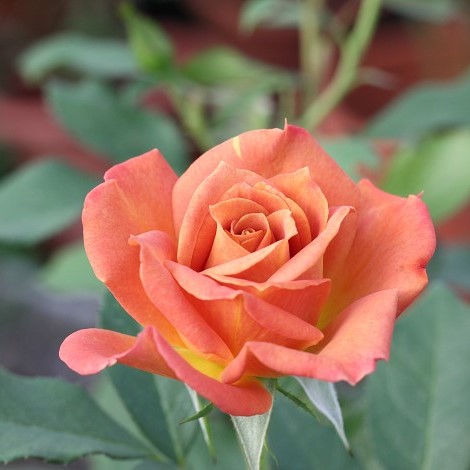 Multi-Varieties Rare Color Rose Seeds, 100pcs/pack – UrbanGardenSeed