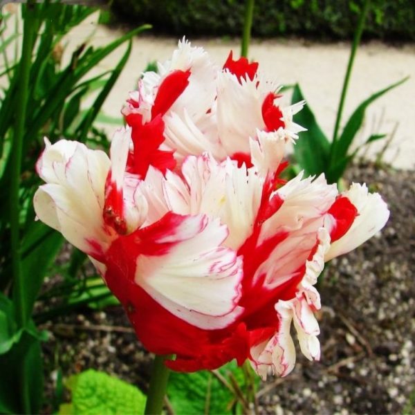 Tulip Flower Seeds, Multi-Color Options, Rare Color 100pcs/pack ...