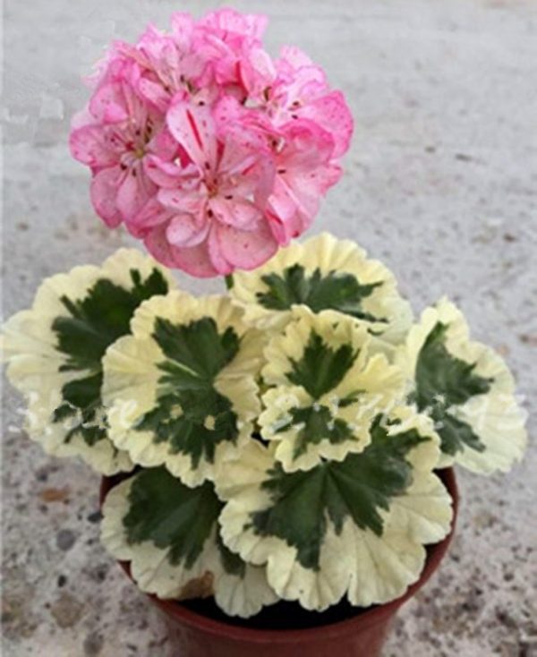 24 Color Dwarf Geranium Seed, 50pcs/pack – UrbanGardenSeed